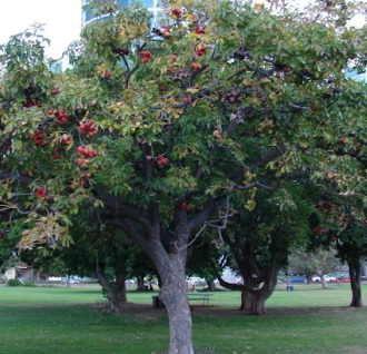 Gabung Jadi #TemanBumi Lewat Aksi Tanam 1.000 Pohon!