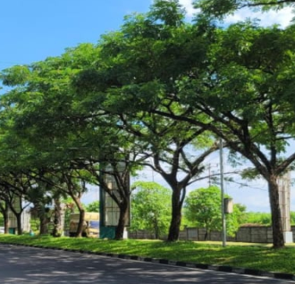 Gabung Jadi #TemanBumi Lewat Aksi Tanam 1.000 Pohon!